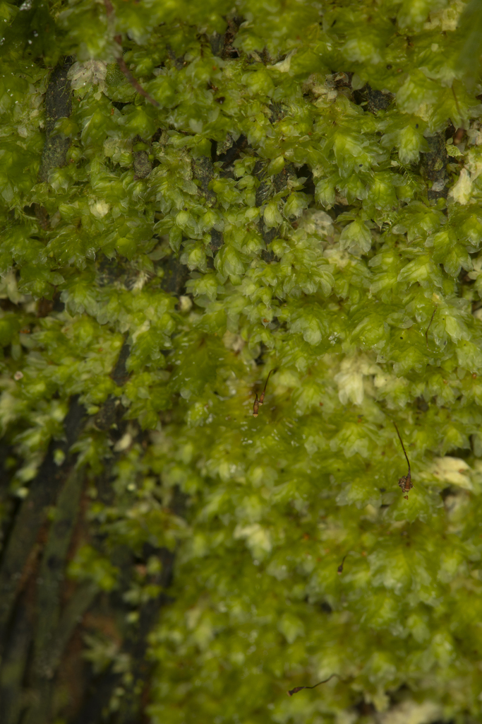 (Distichophyllum crispulum) - Botanical Realm