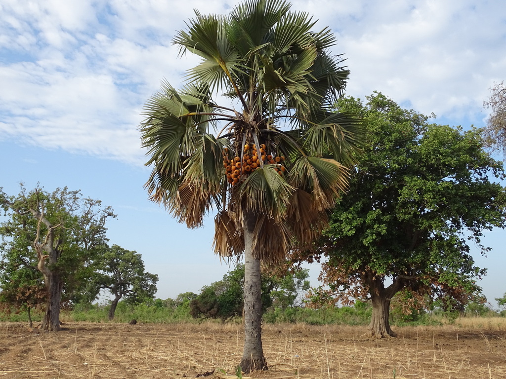 borassus palm from Natitingou, Bénin on March 14, 2023 at 08:18 AM by ...