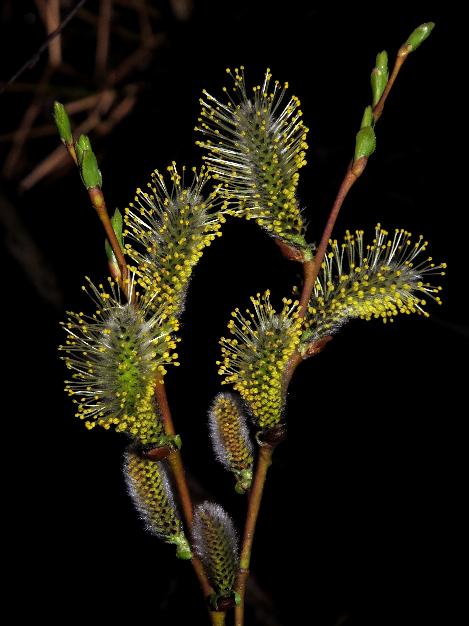 Salix myrsinifolia Salisb.