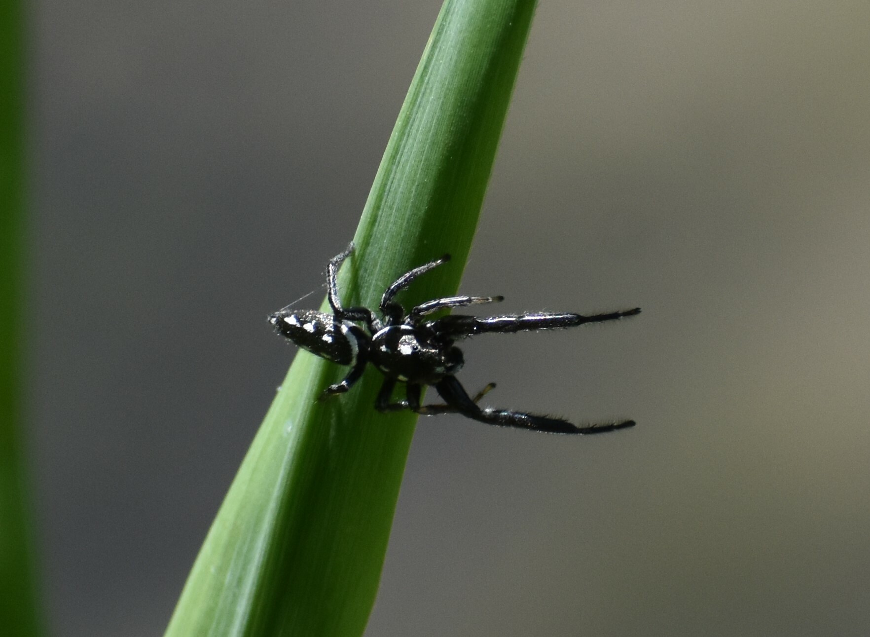 Marpissa formosa (Banks, 1892)