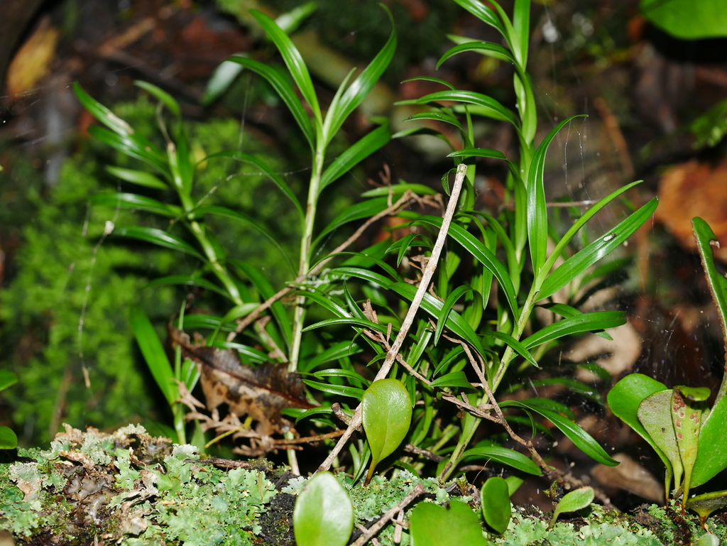 Easter Orchid from Te Mārua, Upper Hutt, New Zealand on April 28, 2023 ...