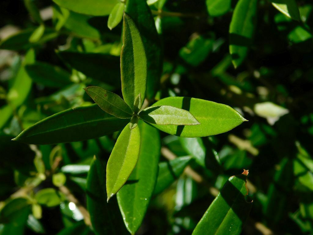 Cape Starapple from River Loop Greyton, 7233, South Africa on April 28 ...