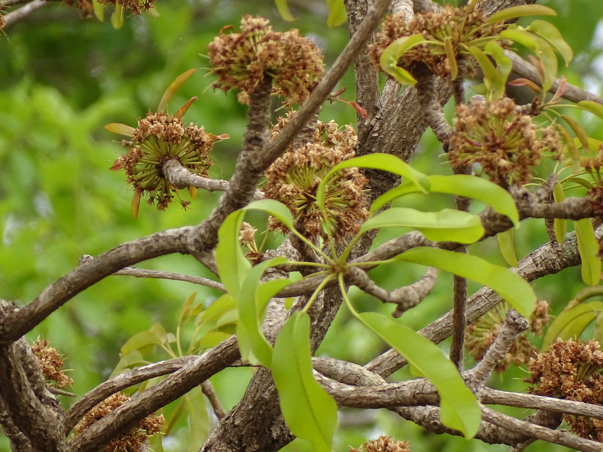 Vitellaria paradoxa C.F.Gaertn.