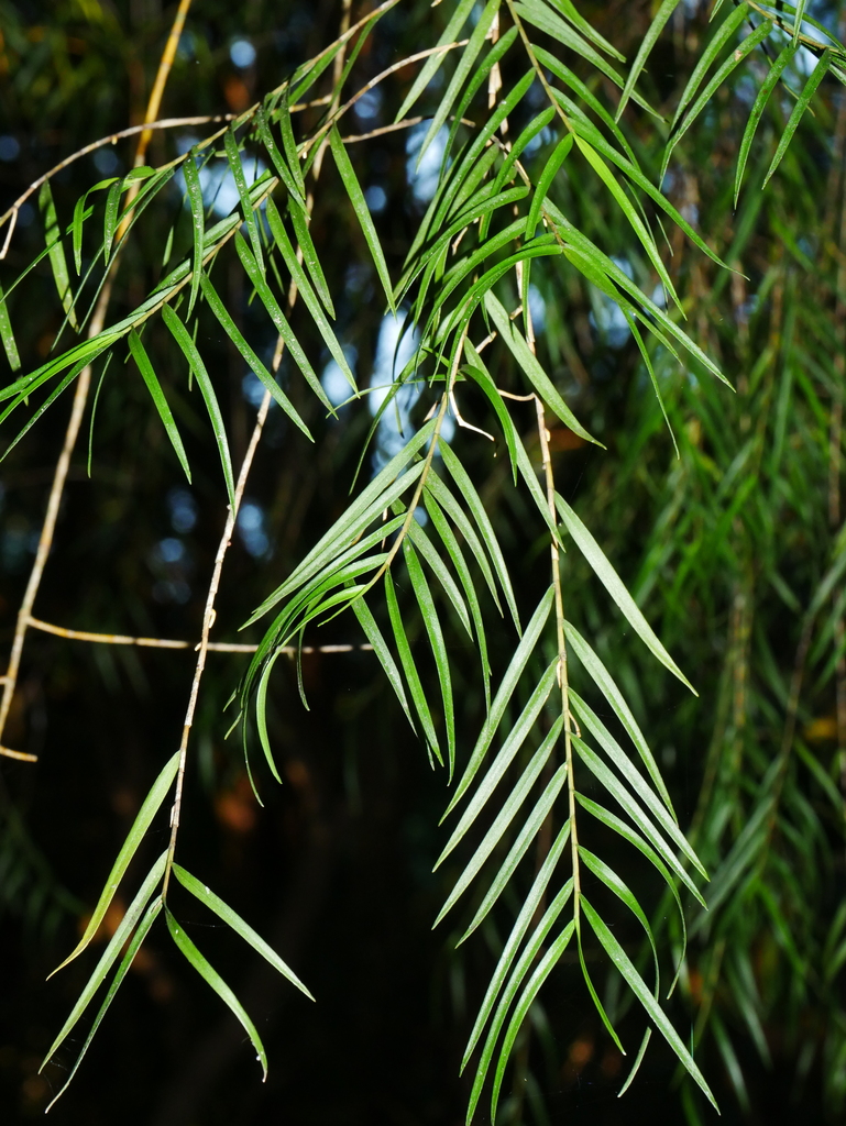 Winika from Te Mārua, Upper Hutt, New Zealand on April 28, 2023 at 06: ...