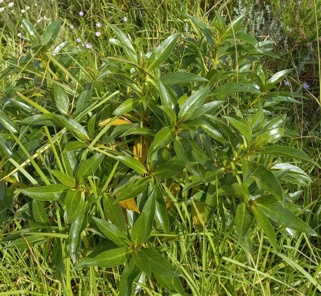 Ngaio from Overberg, Western Cape, South Africa on April 29, 2023 at 10 ...