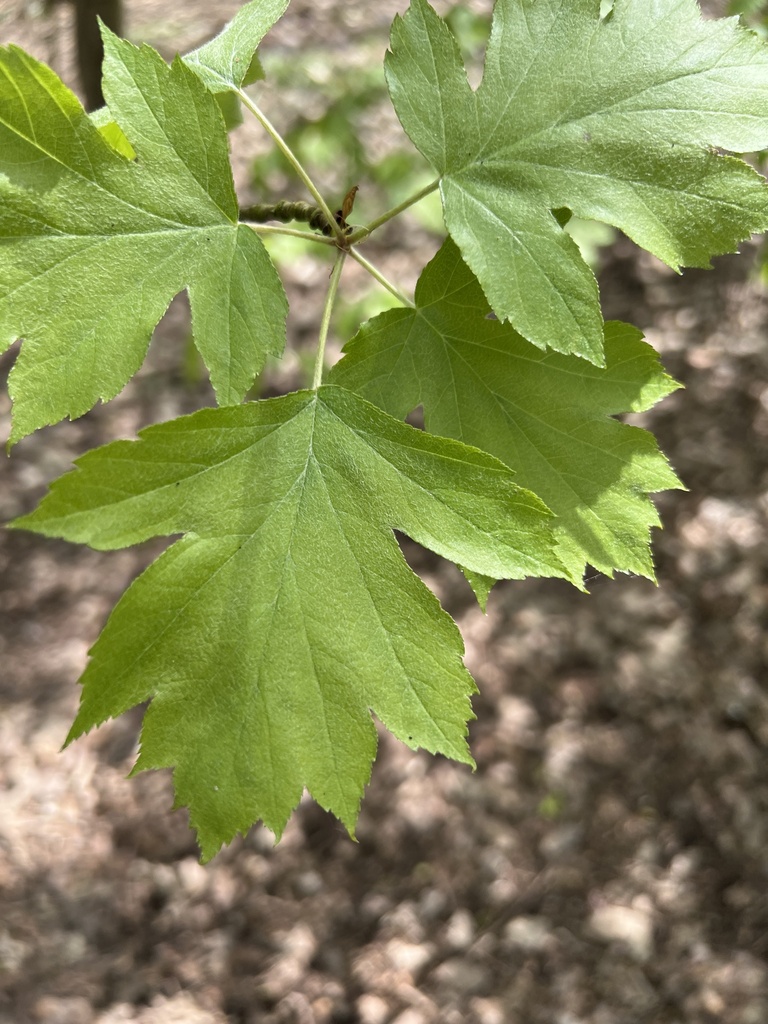 Wild Service-tree from Greenwich, Welling, England, GB on May 3, 2023 ...
