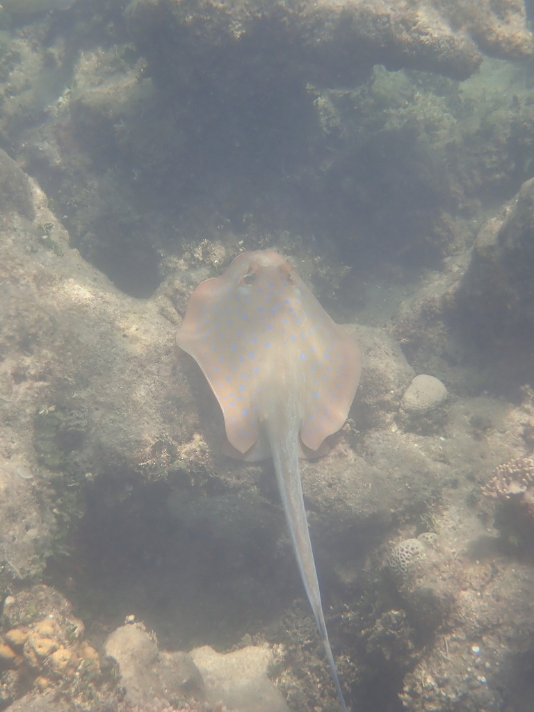Bluespotted Fantail Ray from Green Island QLD 4871, Australia on ...