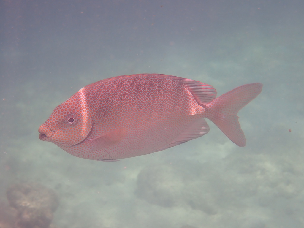 Spotted Rabbitfish from Green Island QLD 4871, Australia on January 27 ...