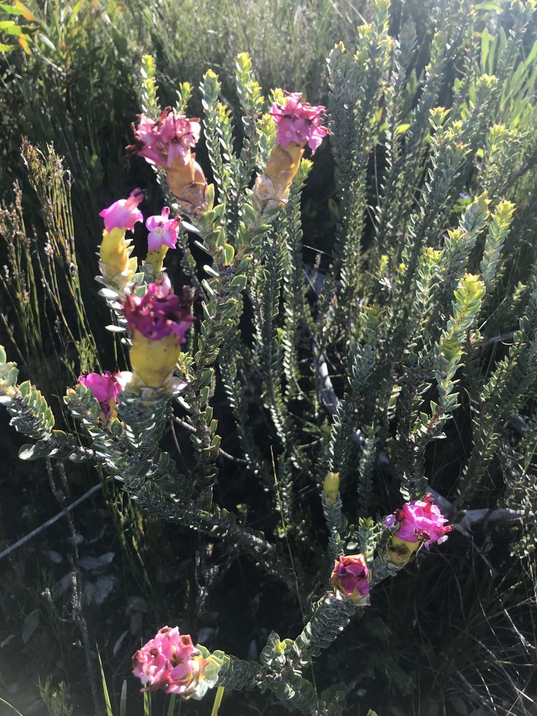 Salter from Hermanus, 7200, South Africa on April 30, 2023 at 12:15 PM ...