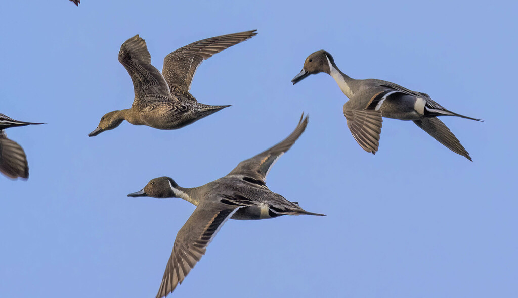 Northern Pintail from Butler County, IA, USA on April 9, 2023 at 08:19 ...