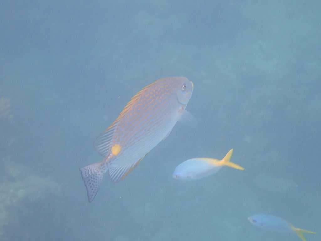 Goldlined Rabbitfish from Green Island QLD 4871, Australia on January ...