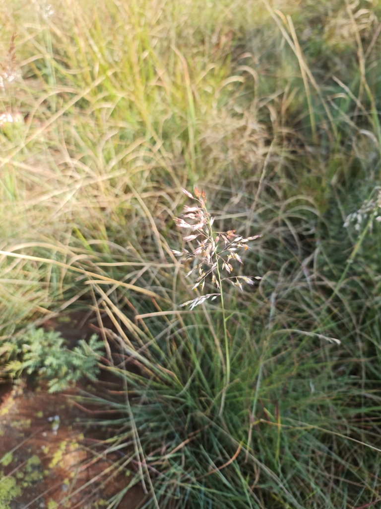 bristle-leaved red-top grass from Carletonville, 2499, South Africa on ...