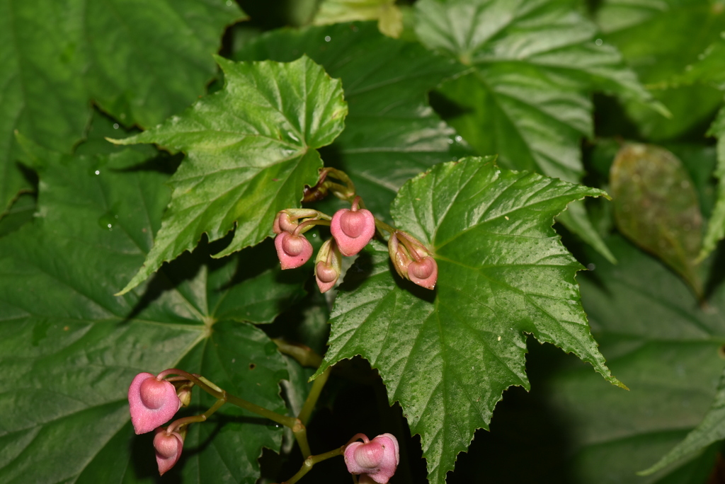 Formosana begonia from 974台灣花蓮縣壽豐鄉池南村 on April 28, 2023 at 02:13 PM by ...