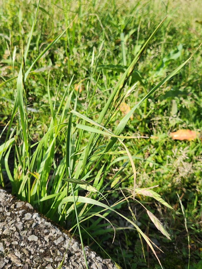 Rescue Brome from 台灣台北 on May 03, 2023 at 07:27 AM by 胡正恆(Jackson Hu ...