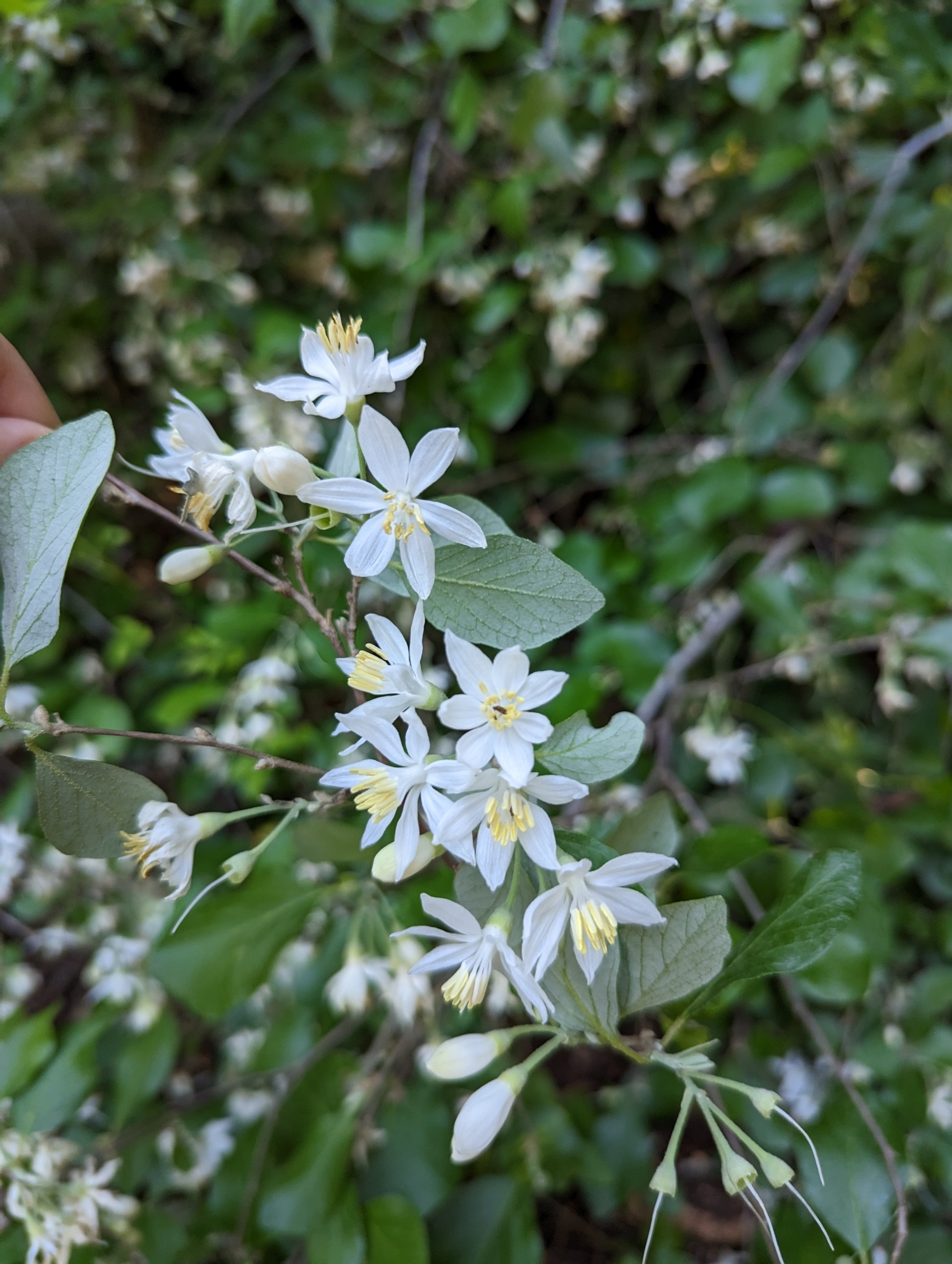 Styrax officinalis L.