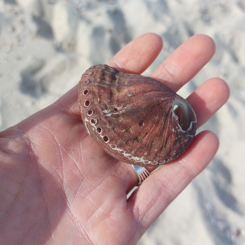 venus ear from Overberg District Municipality, South Africa on April 29 ...