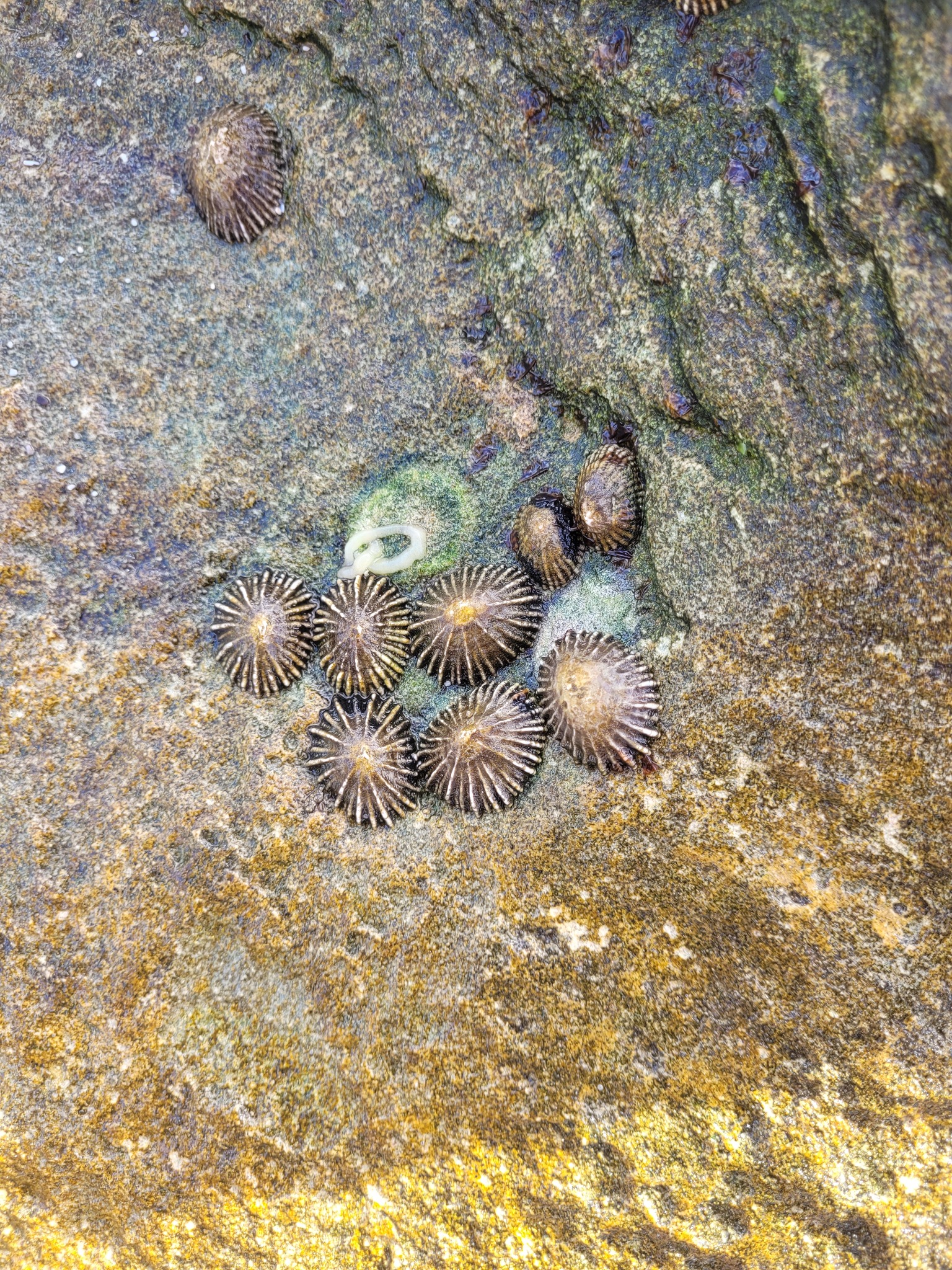 Siphonaria serrata (Fischer von Waldheim, 1807)
