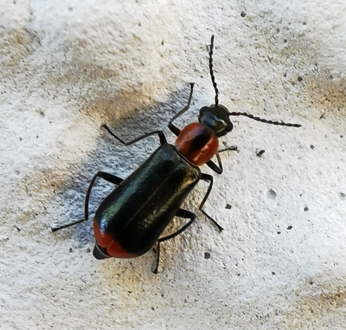 Attalus minimus (Rossi, 1790)