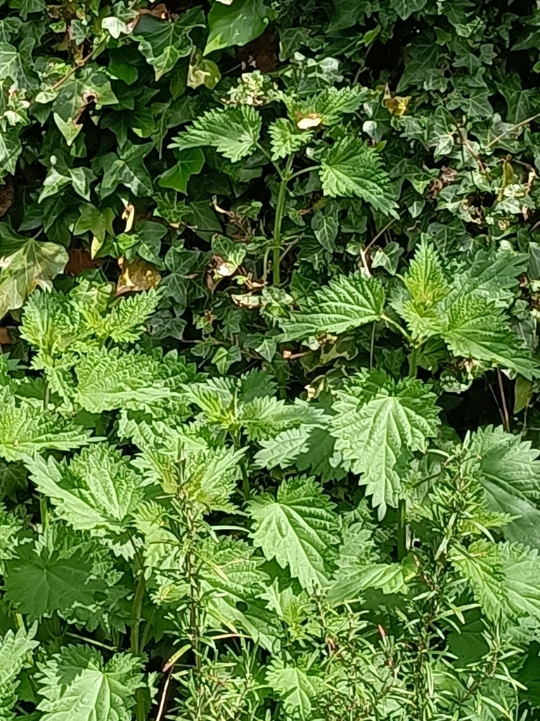 great stinging nettle from Stone ST15, UK on 03 May, 2023 at 12:57 PM ...