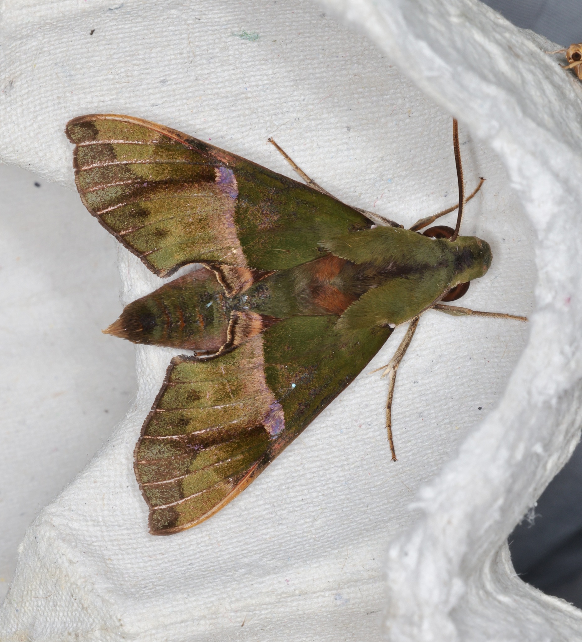 Angonyx testacea Walker, 1856