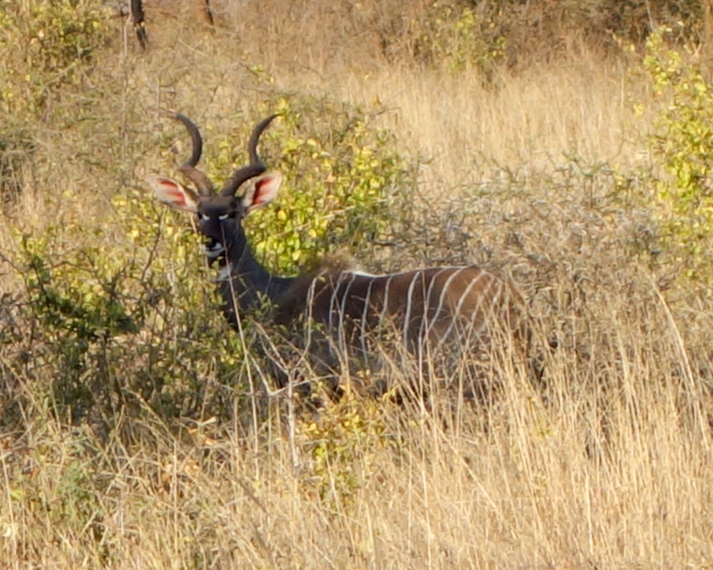 Southern Lesser Kudu in July 2017 by brutledge · iNaturalist