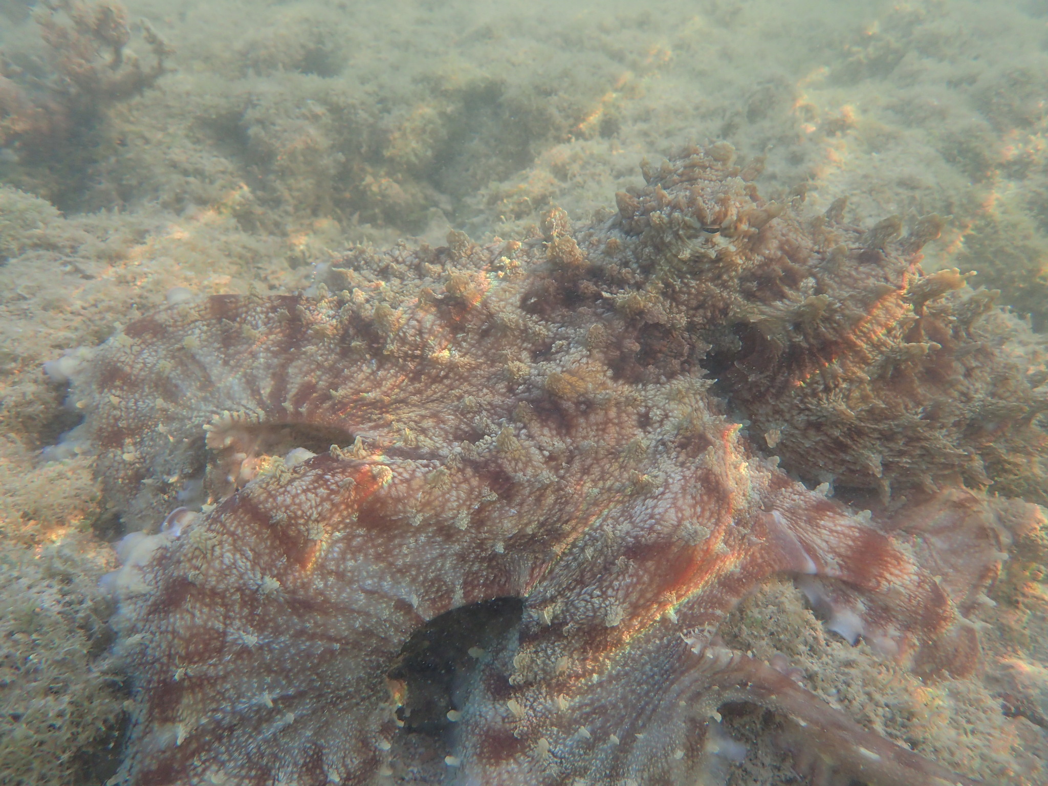 Octopus cyanea Gray, 1849