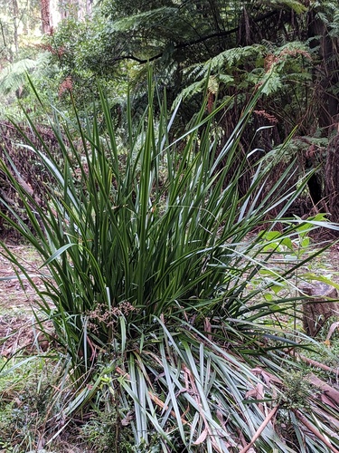 Observations by ross_field · iNaturalist Australia