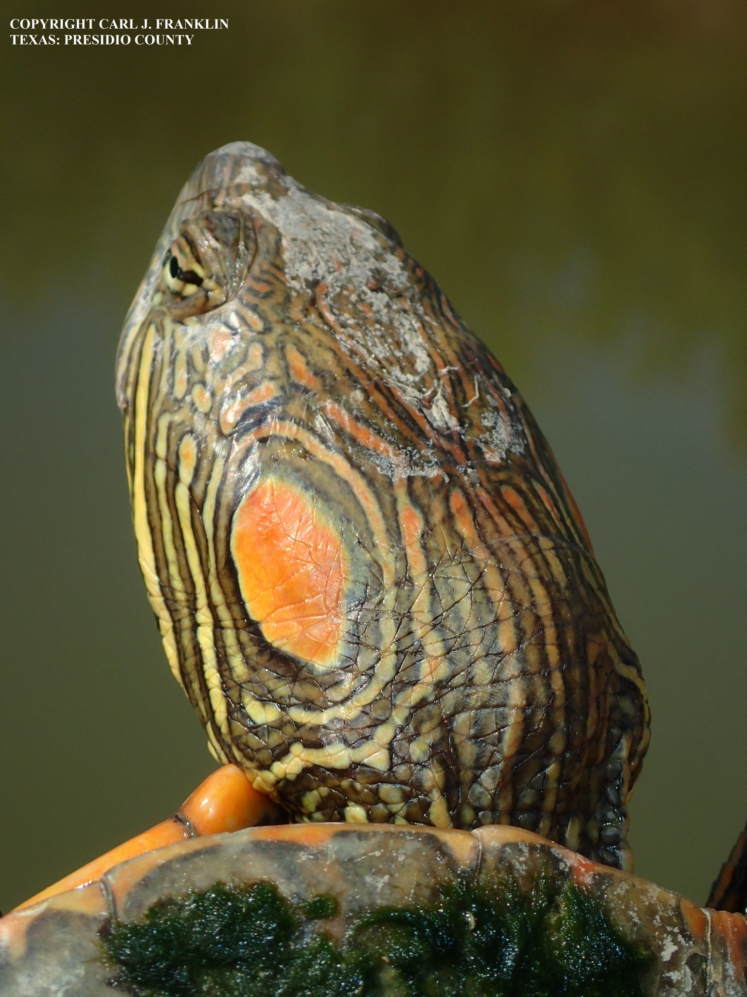 Trachemys gaigeae (Hartweg, 1939)