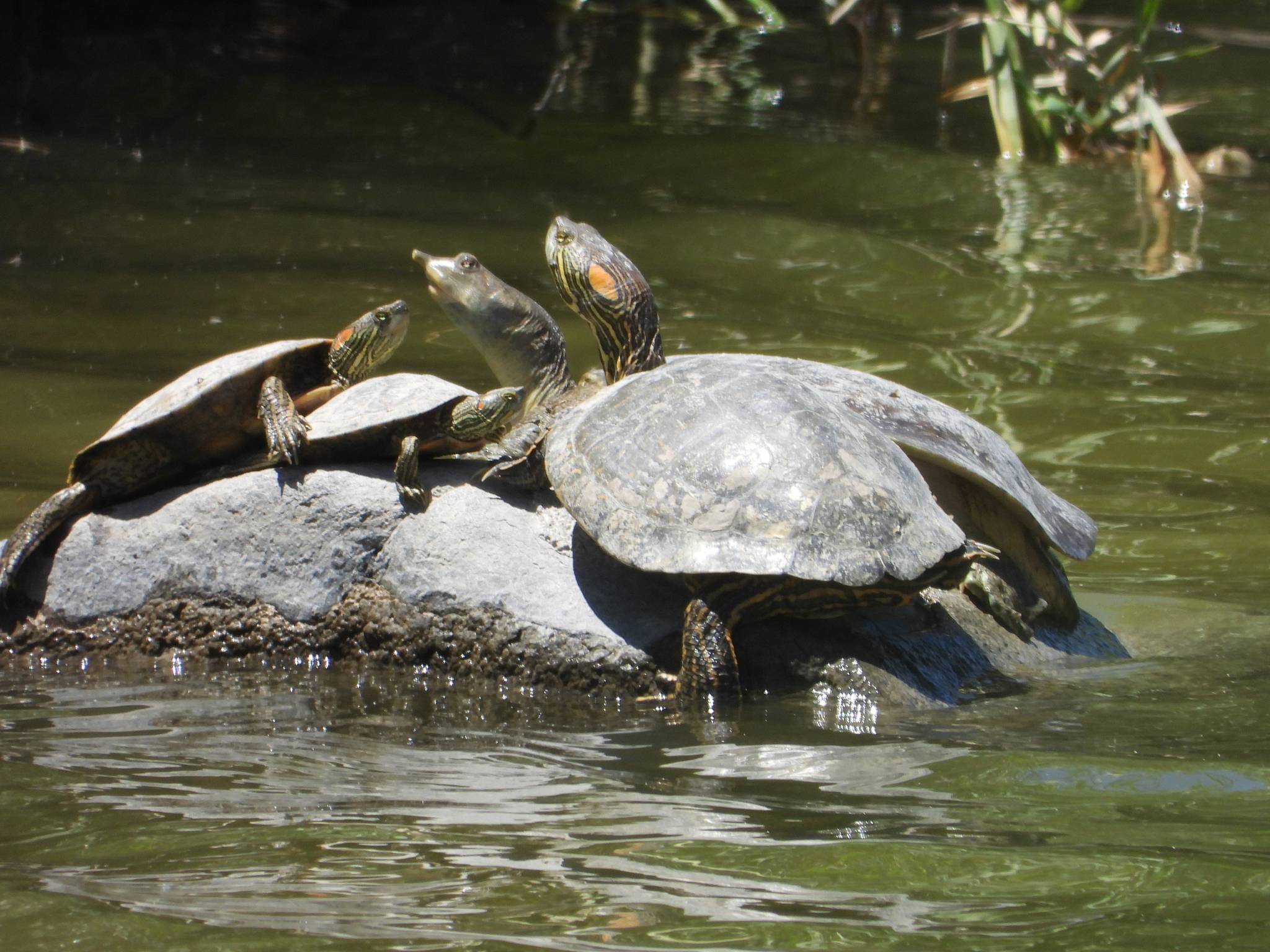 Trachemys gaigeae (Hartweg, 1939)