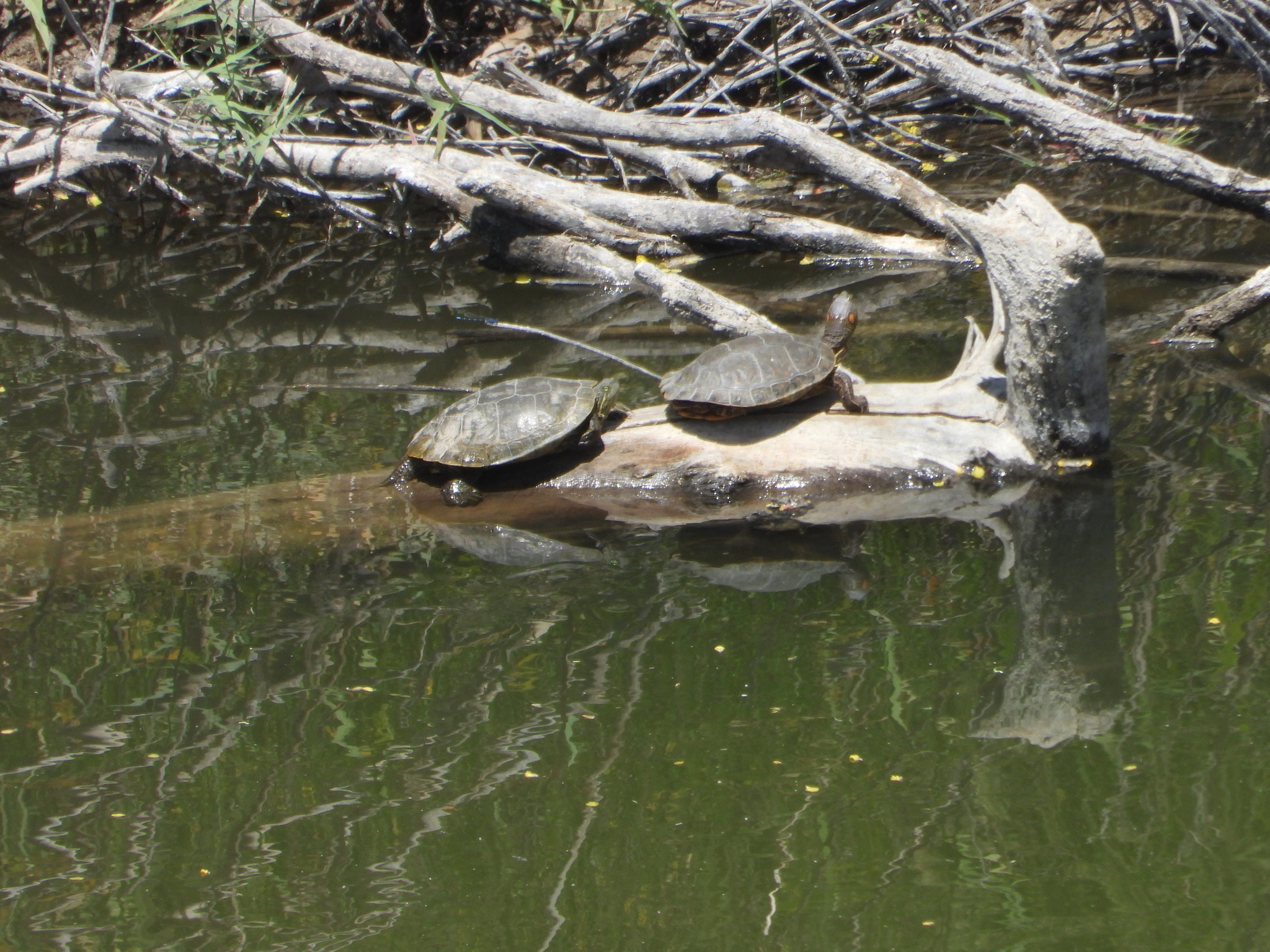 Trachemys gaigeae (Hartweg, 1939)