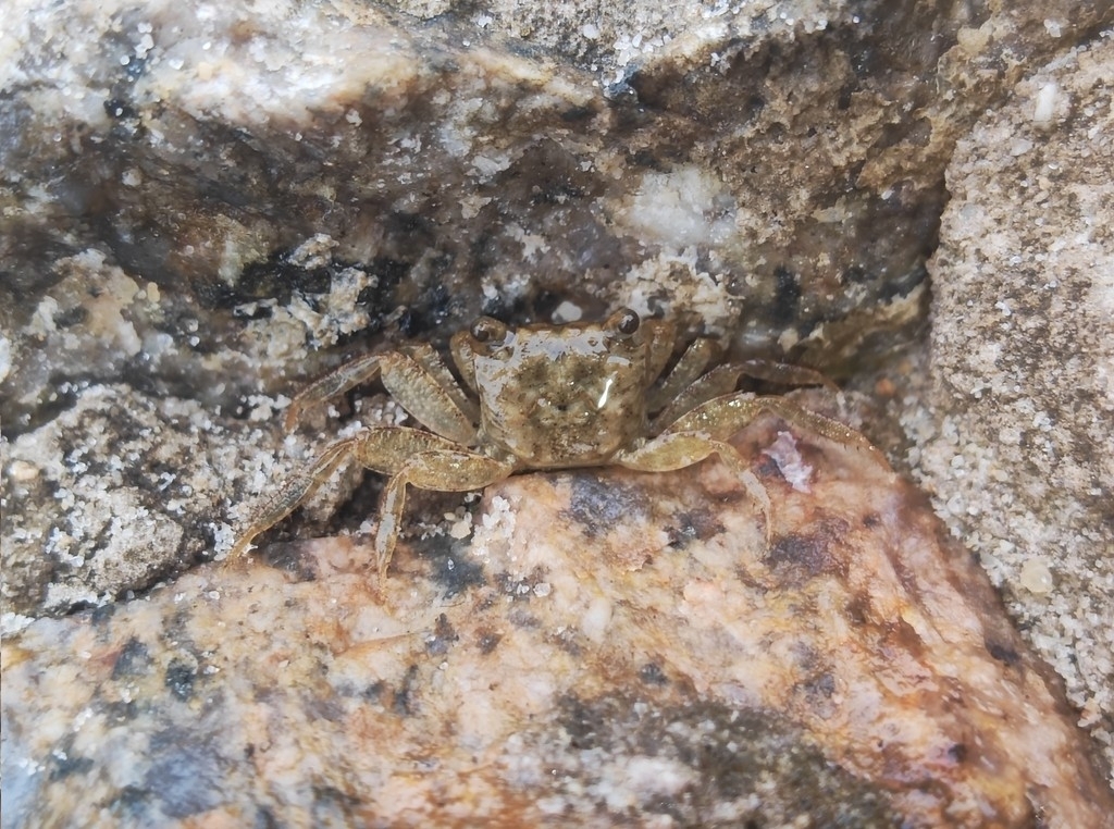 Parasesarma pictum (De Haan, 1835)