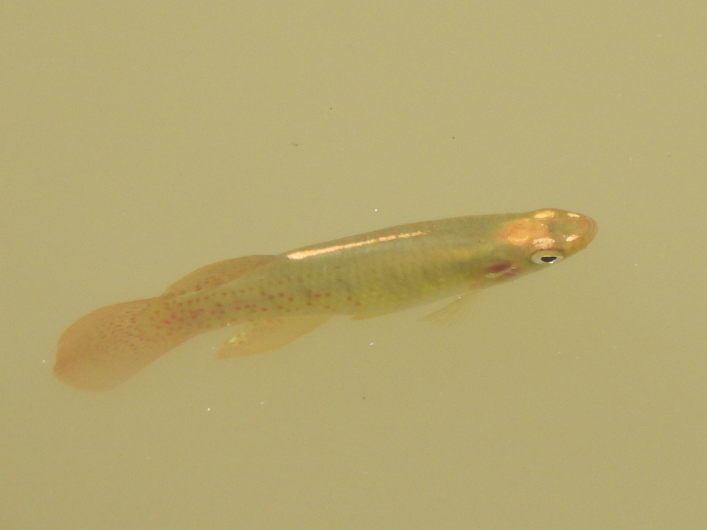 golden topminnow from Fort Worth, TX, USA on April 30, 2023 at 01:45 PM ...