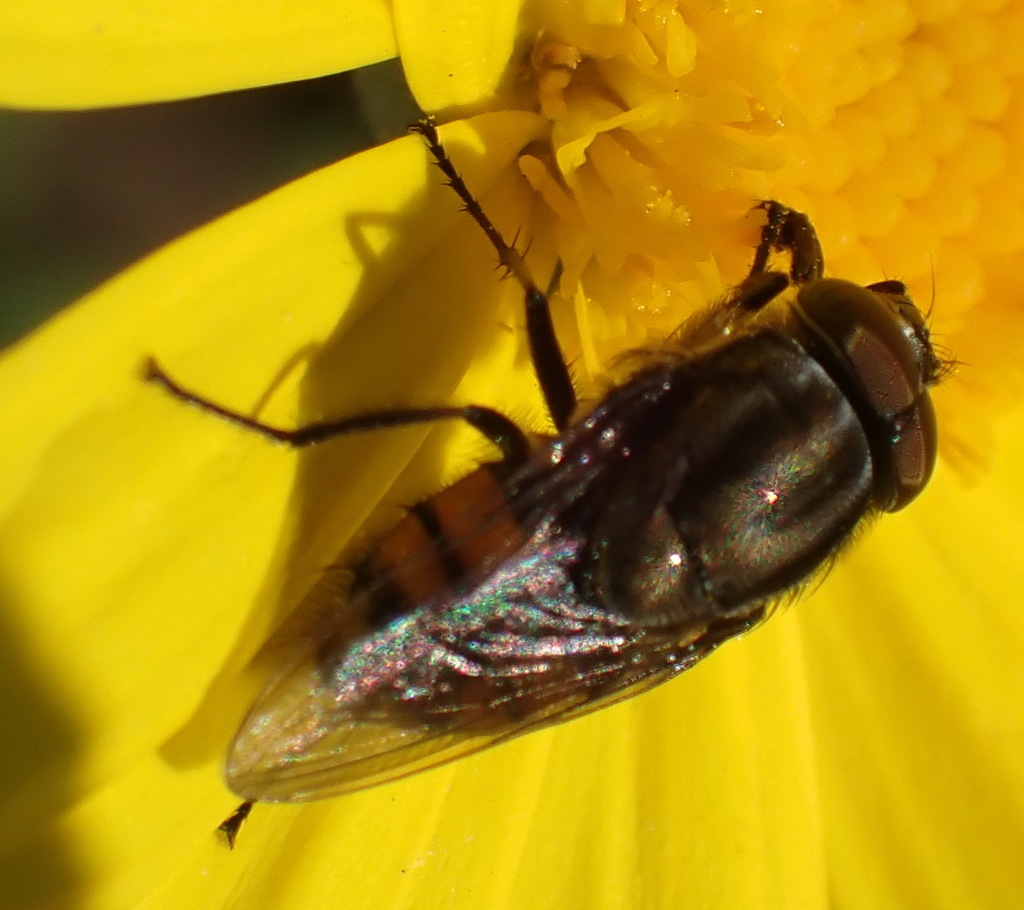 Nose Flies from Victoria & Alfred Waterfront, Cape Town, South Africa ...