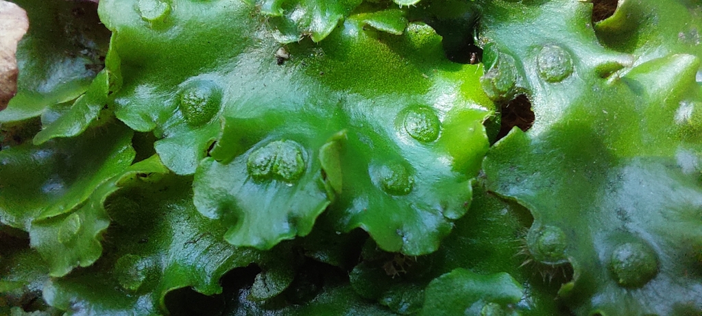 Monoclea forsteri from 7886, New Zealand on April 28, 2023 at 01:14 PM ...