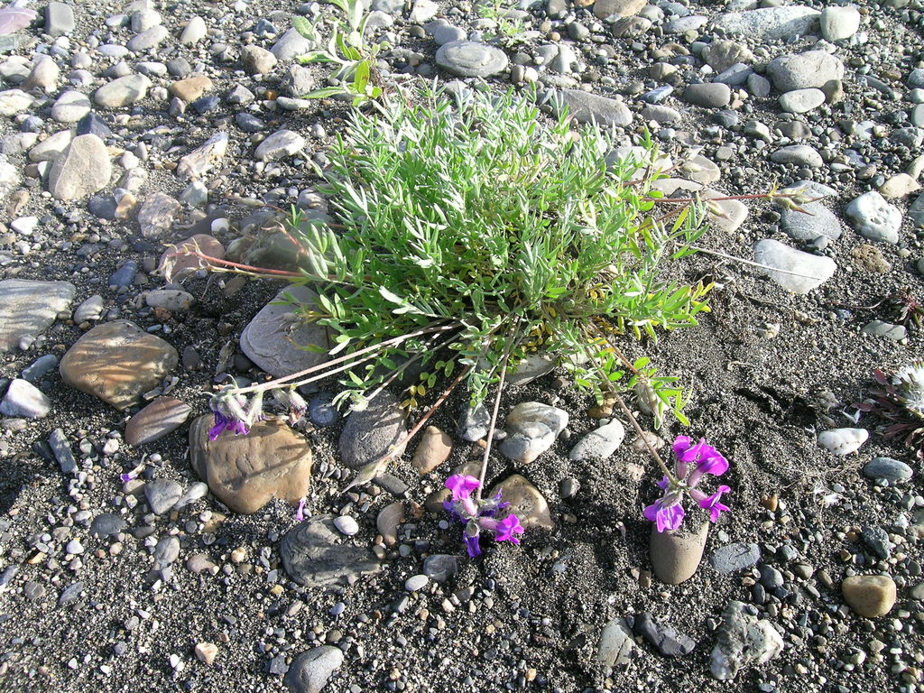 Arctic Crazy-weed (Ivvavik National Park) · iNaturalist Canada