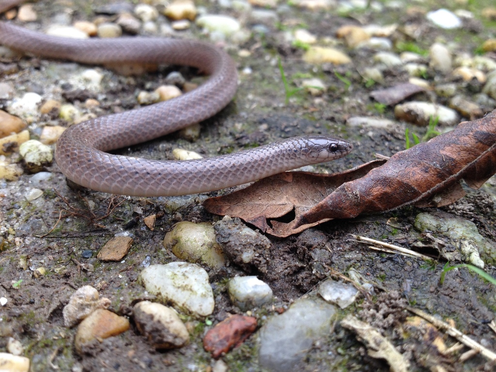 Eastern Earthsnake from 109 Filson Bluff Dr, Irmo, SC, US on November 1 ...
