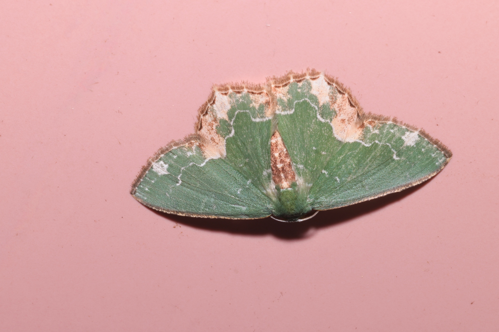 Eucyclodes infracta (Wileman, 1911)