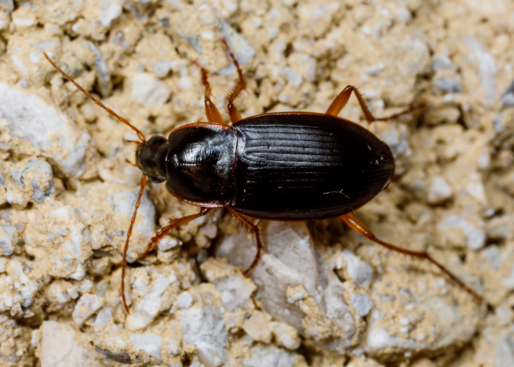 Calathus opaculus from Denton, Texas, United States on April 28, 2023 ...