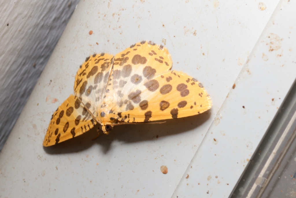 Euryobeidia from 香港大帽山 on May 1, 2023 at 08:43 PM by sk2 · iNaturalist