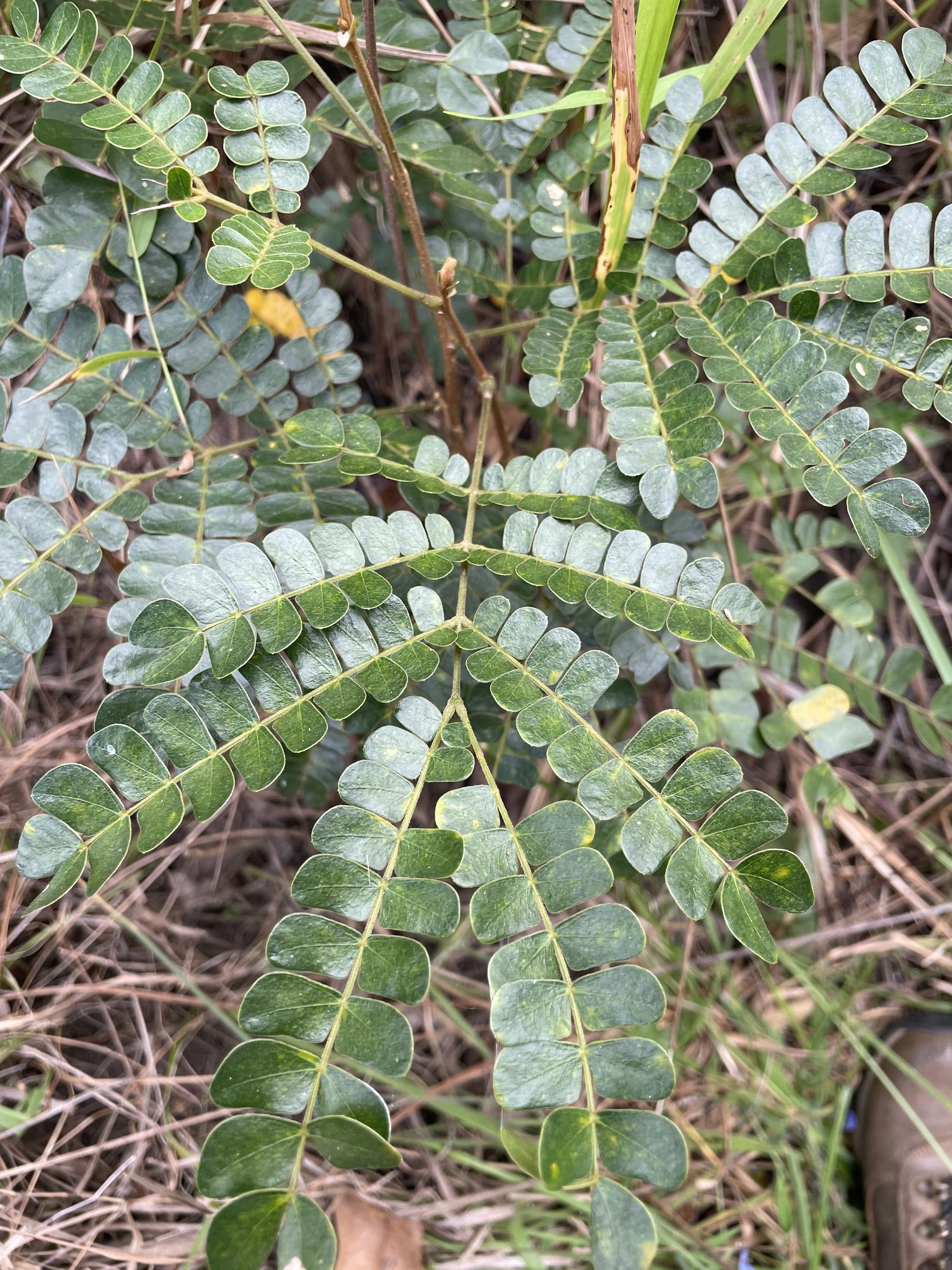 Albizia adianthifolia (Schumach.) W.Wight