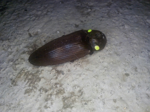 Insects Id: Pyrophorus, Fire Click Beetles