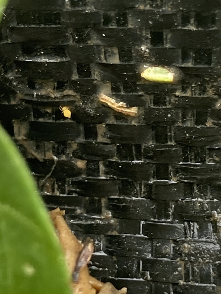 Globular Springtails from Guilderland Central School District, Altamont ...