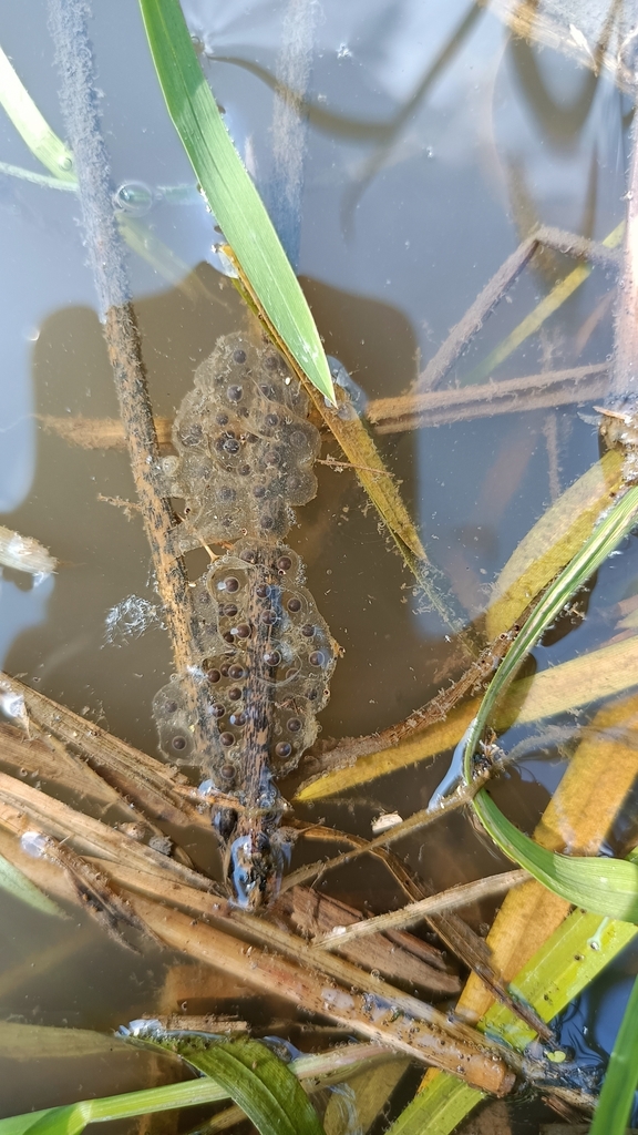 Italian Tree Frog from Stagno nuovo Cavalli, Fontanavecchia (ARS31) on ...