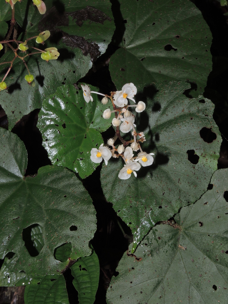 (Begonia paleata) - Botanical Realm