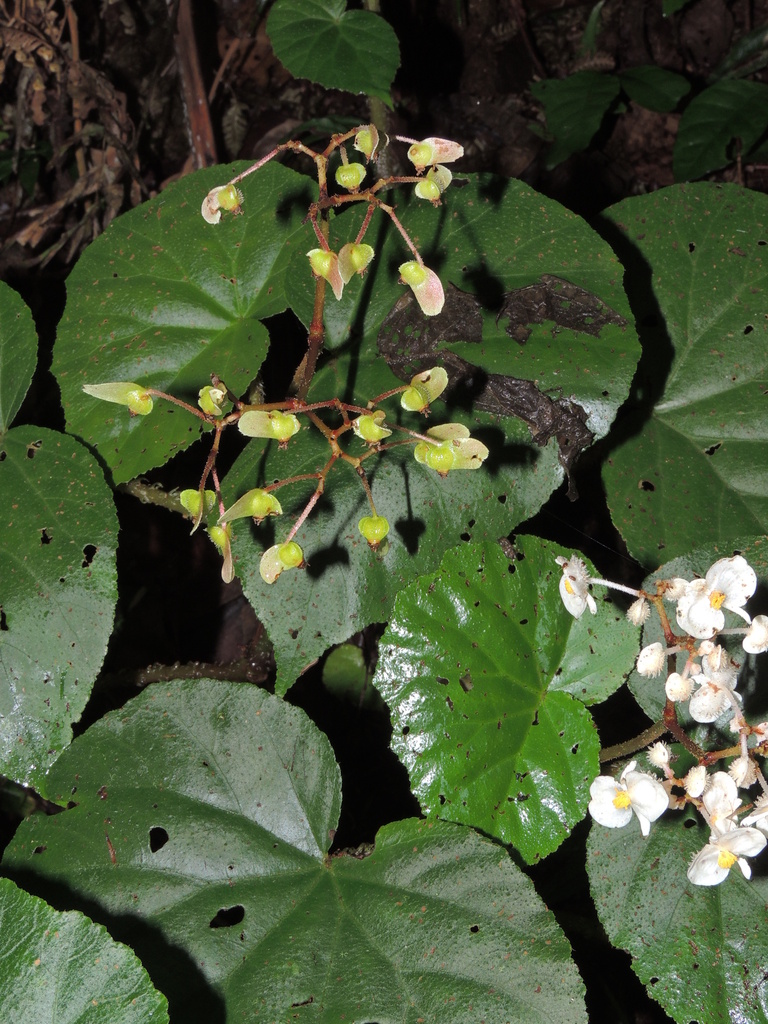 (Begonia paleata) - Botanical Realm