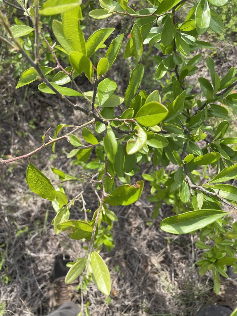 Gum bumelia from Dublin, TX, US on May 3, 2023 at 09:23 AM by Josh ...
