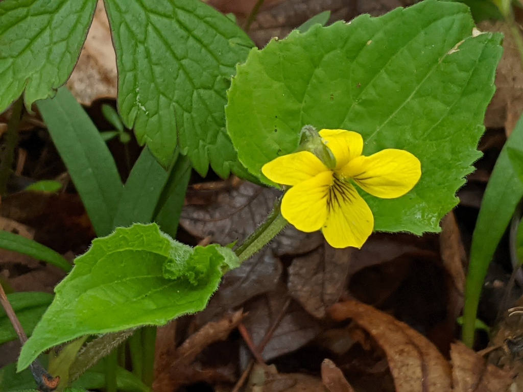 Smooth Yellow Violet from Allen County, IN, USA on May 3, 2023 at 09:41 ...