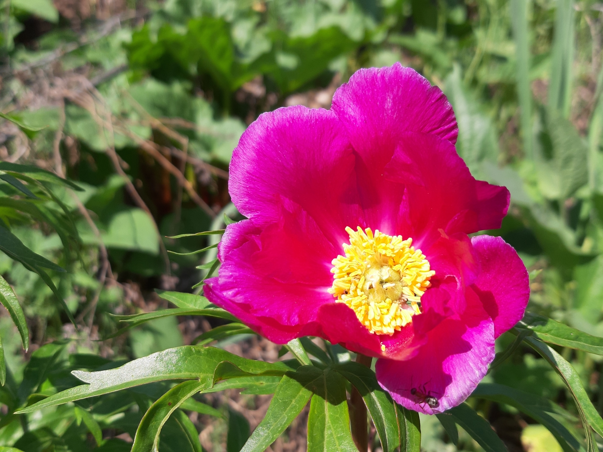 Paeonia intermedia C.A.Mey. ex Ledeb.