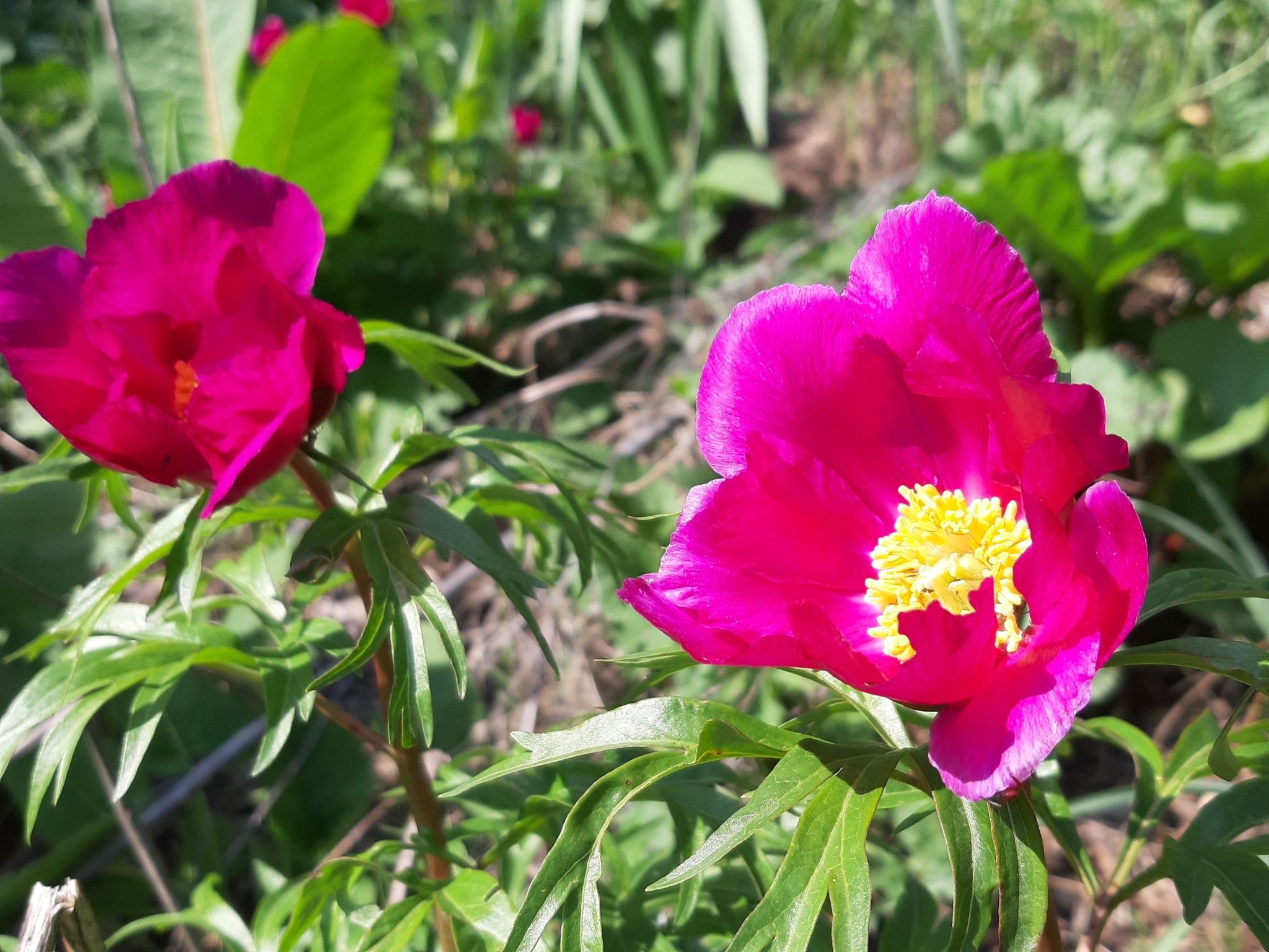 Paeonia intermedia C.A.Mey. ex Ledeb.