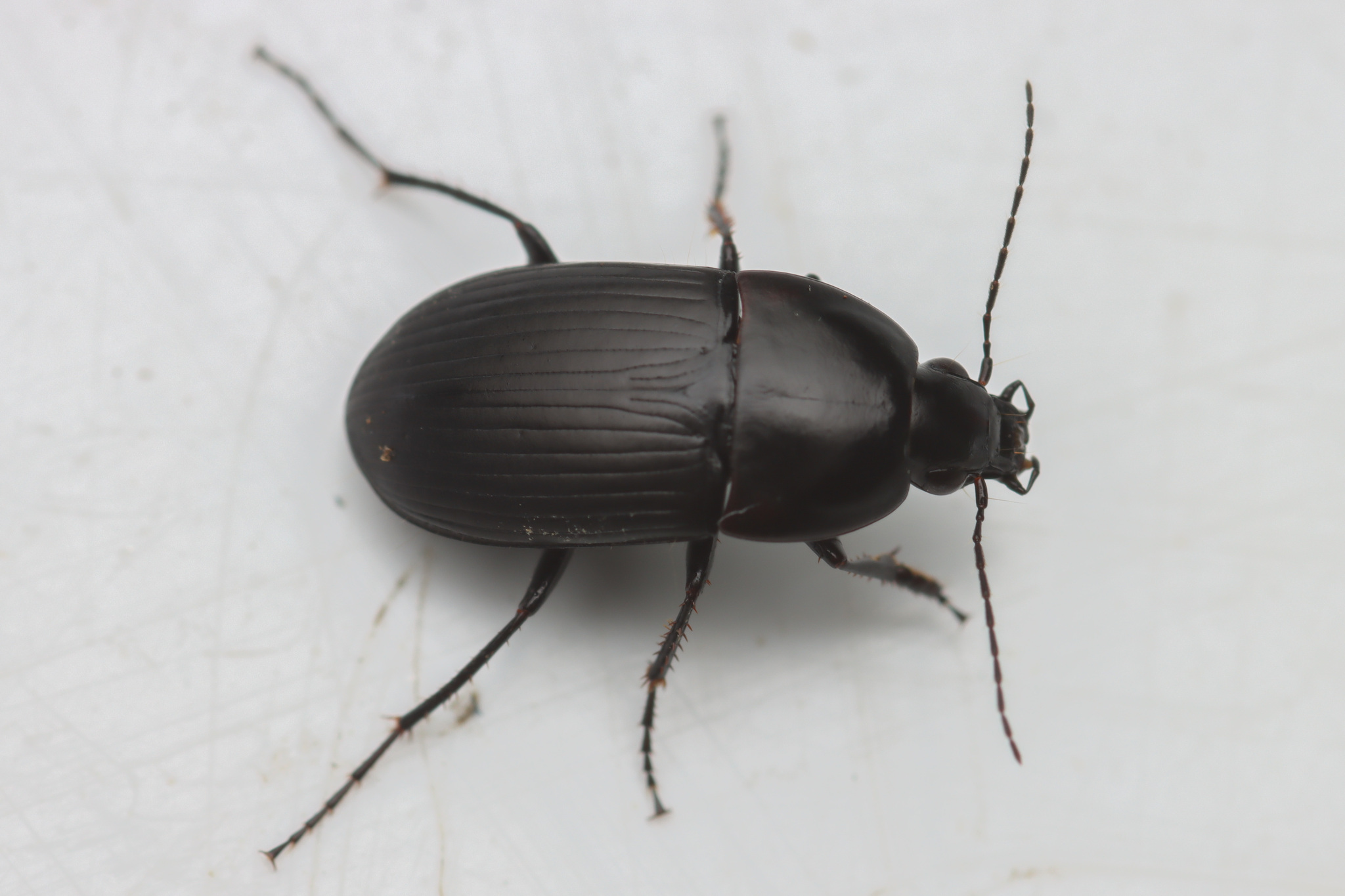 Oodes helopioides (Fabricius, 1792)